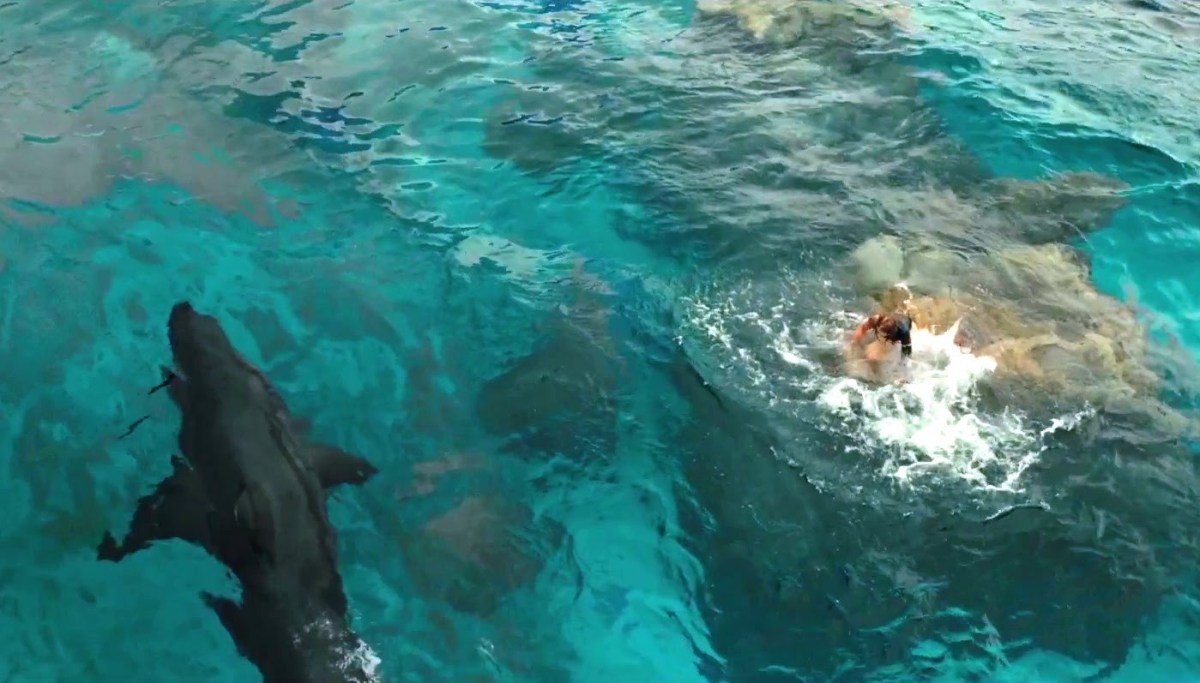 The Shallows (2016) Movie Review | CineFiles Movie Reviews